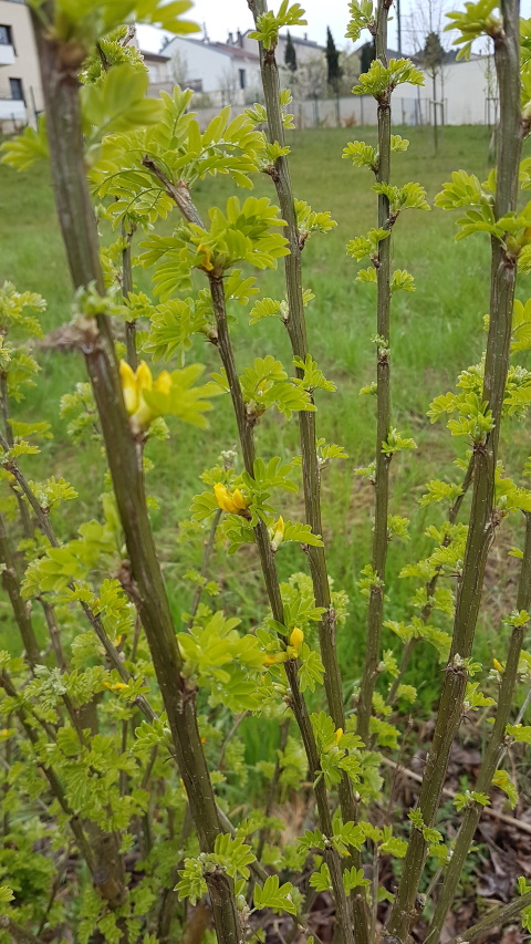 Les plantes fixatrice d’azote – Les Jardins du paquis