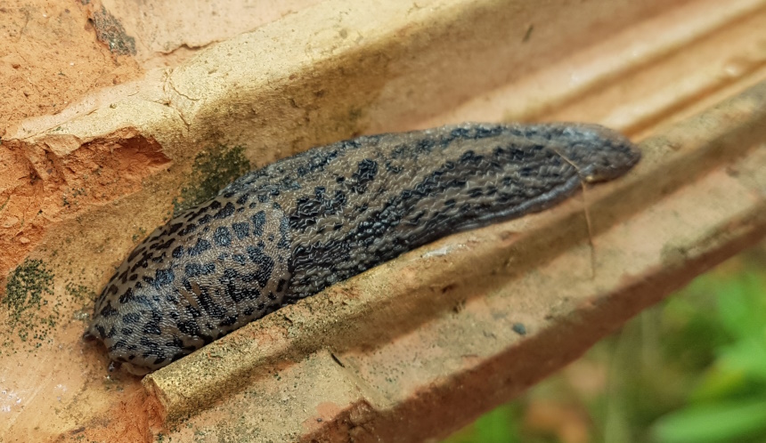 La limace léopard – Les Jardins du paquis